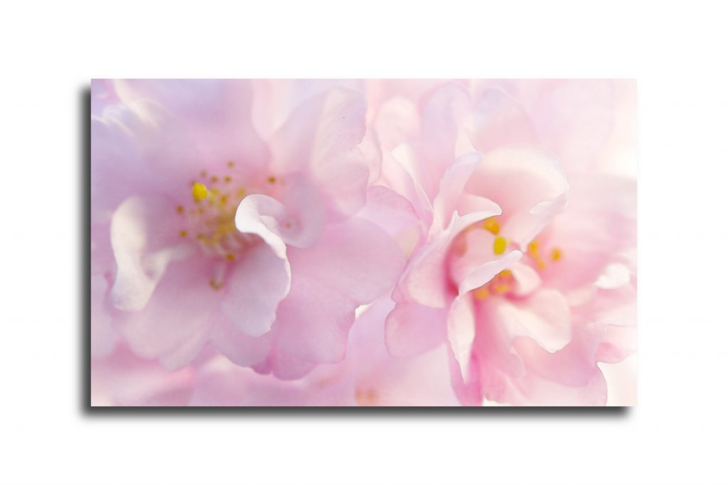 Sakura – MARK ESPLEY PHOTOGRAPHY